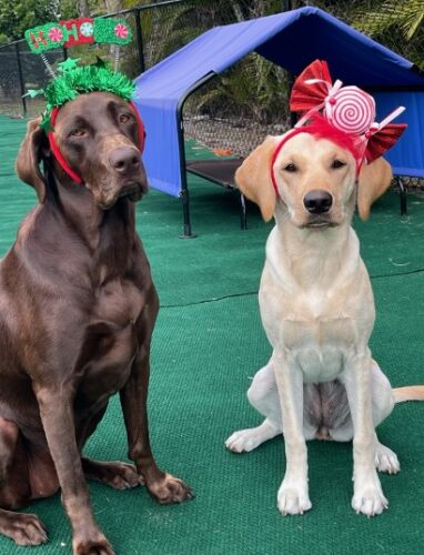 Meet Some Four-Legged Friends In The Neighborhood - Burnt Store Meadows